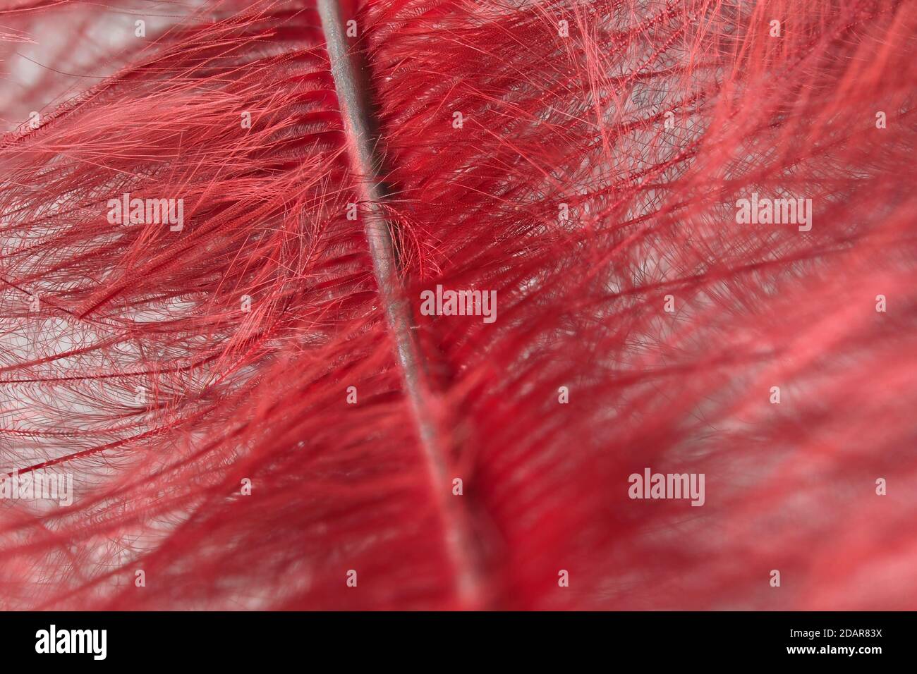 Red feather hi-res stock photography and images - Alamy
