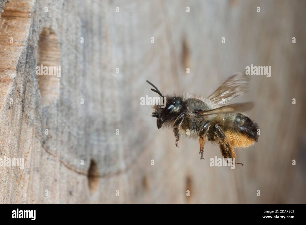Mason bee nest hi-res stock photography and images - Alamy