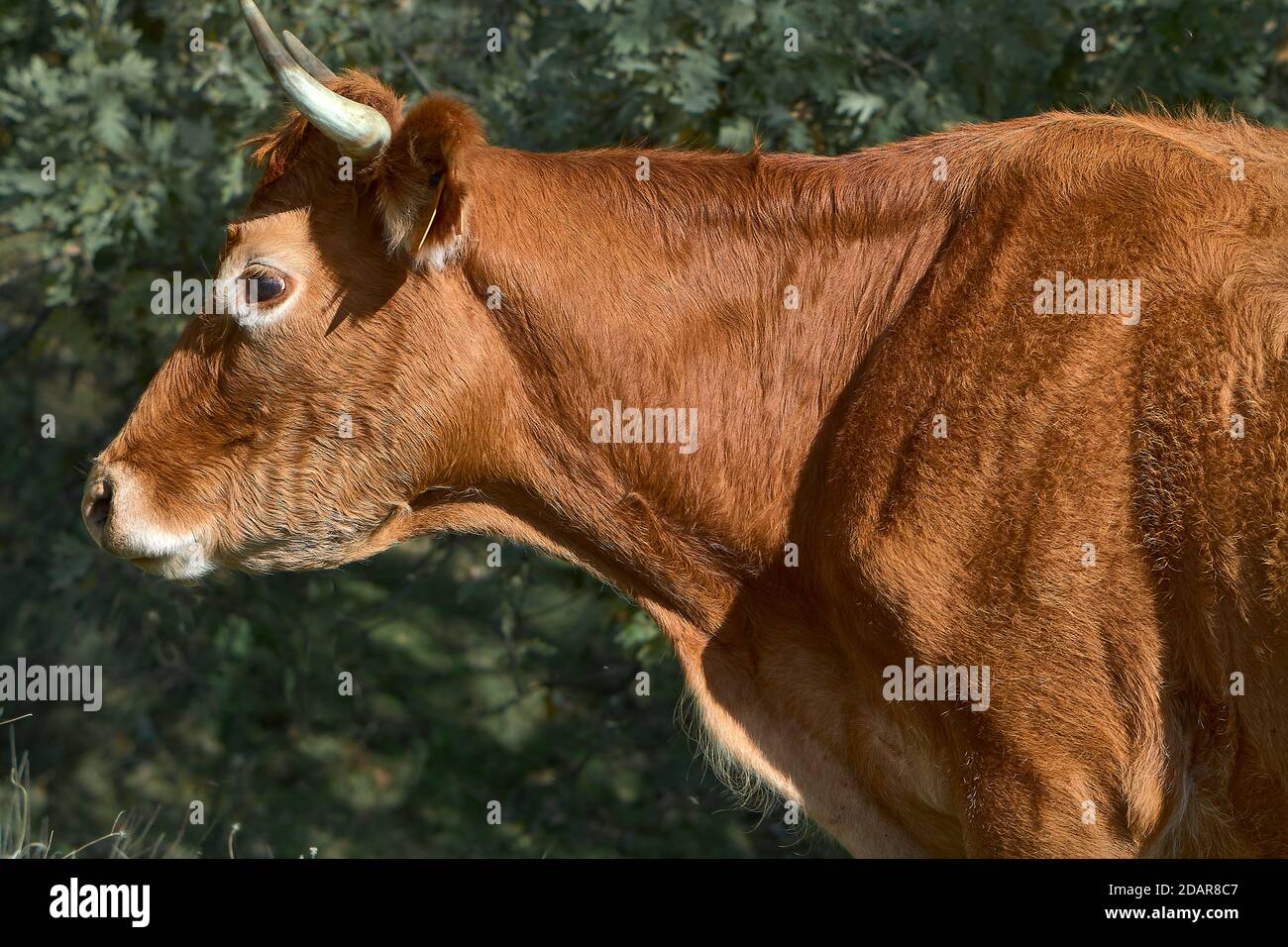 Orange cows hi-res stock photography and images - Alamy