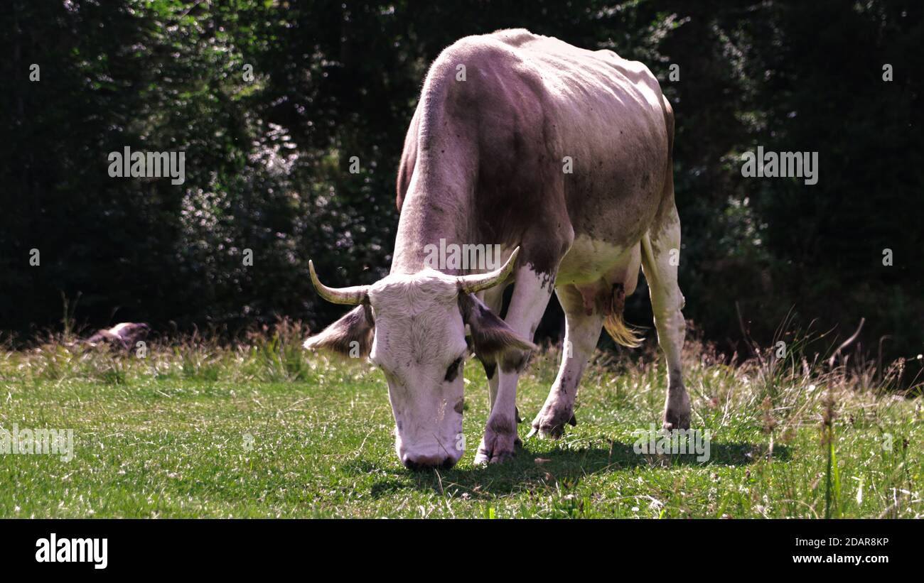 A cow on the grass eating Stock Photo - Alamy