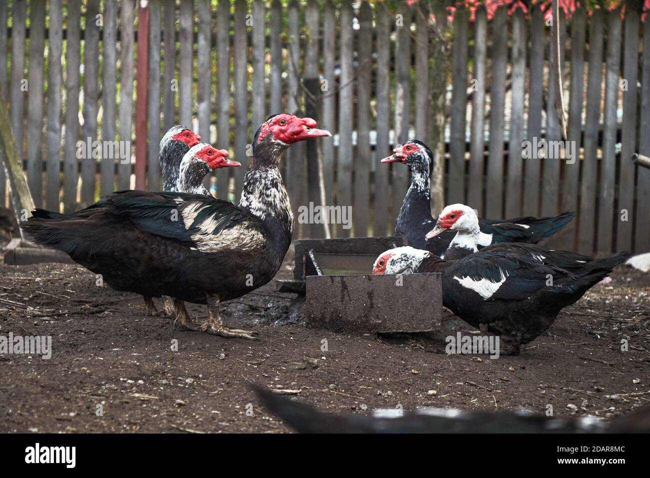 Ducks drink in rural zone Stock Photo - Alamy