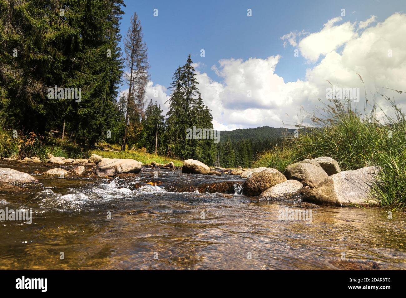 River flow in the forest landscape Stock Photo - Alamy