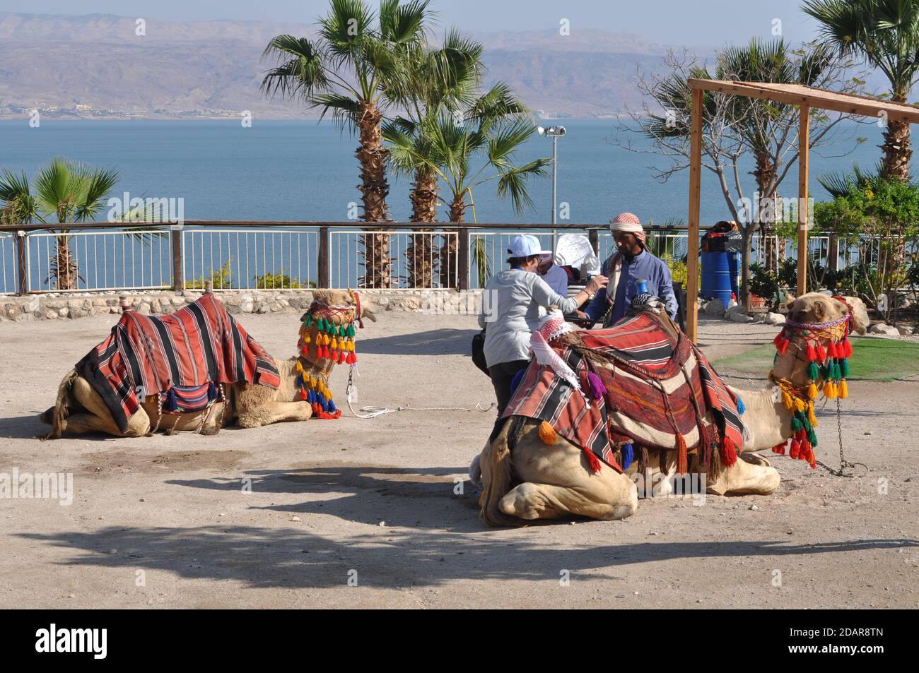 Tourists getting onto Camel for ride Stock Photo - Alamy