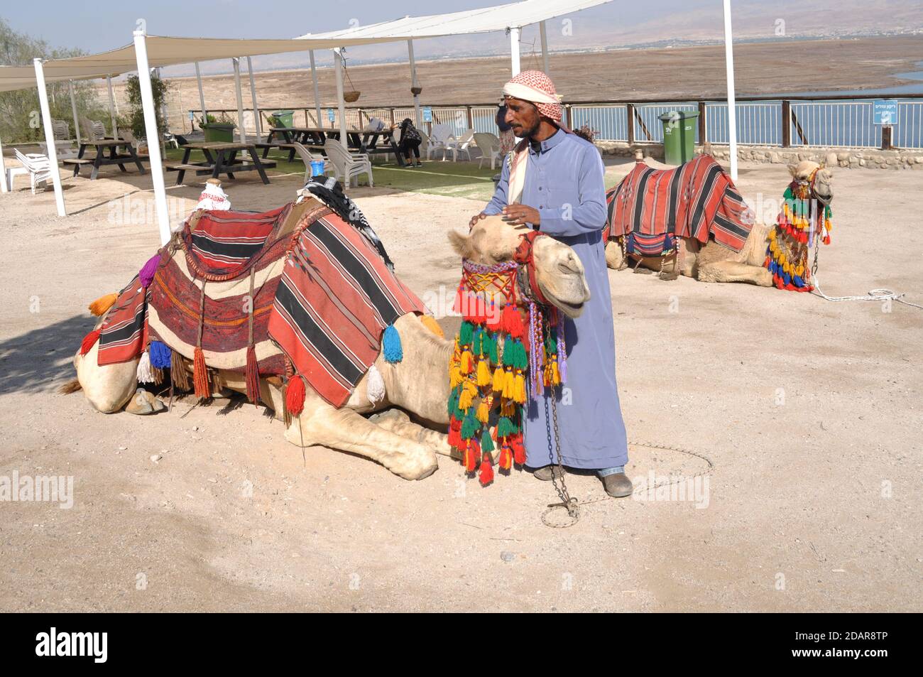 Camel waiting for tourists, Masada Israel Stock Photo - Alamy
