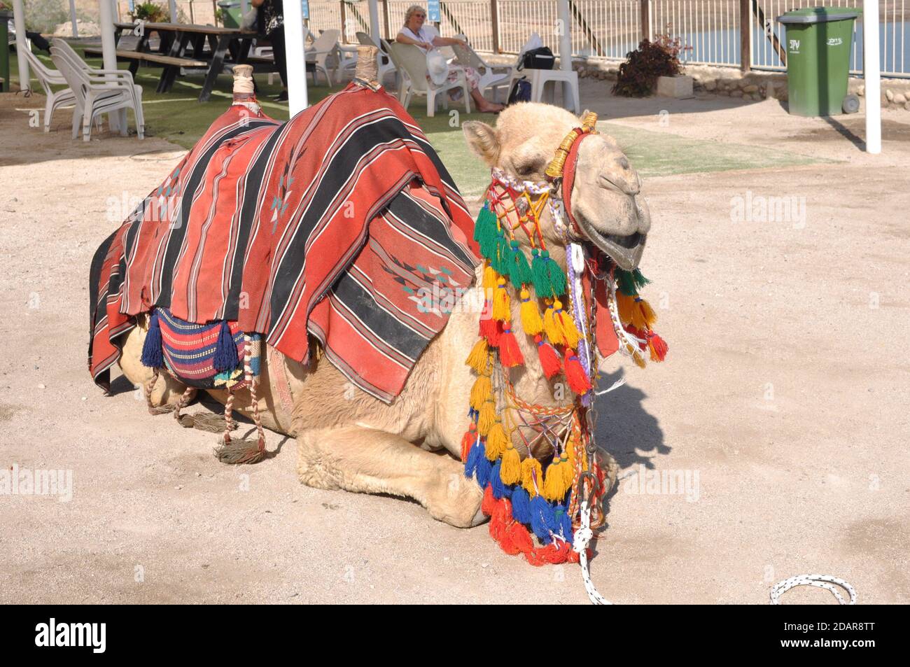 Camel Waiting High Resolution Stock Photography and Images - Alamy