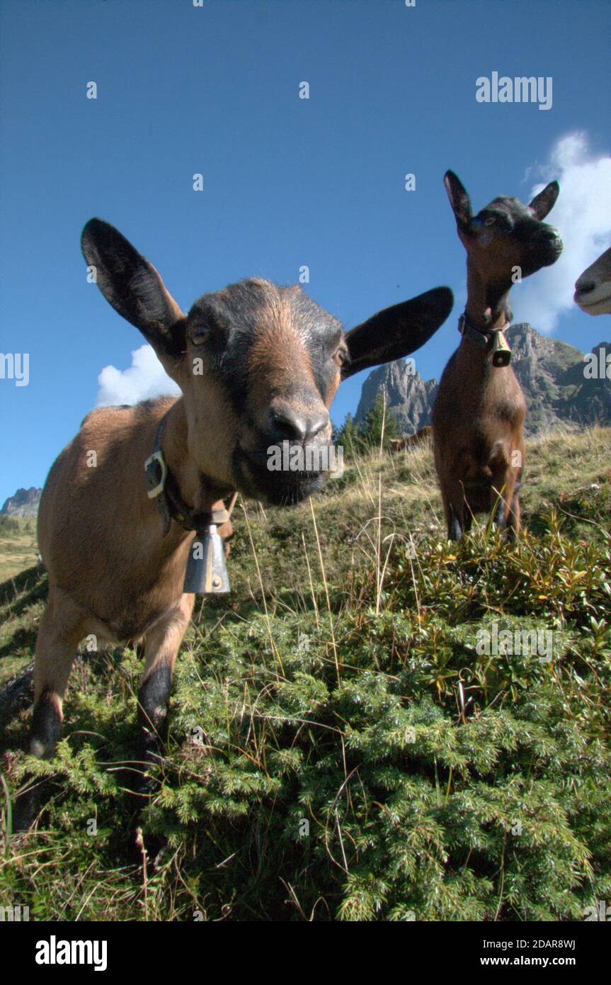 Free-range goats on the Summer pasture of Berg Palfries, Switzerland ...