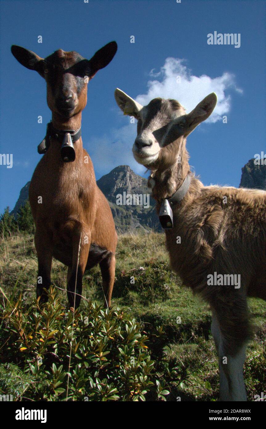 Free-range goats on the Summer pasture of Berg Palfries, Switzerland ...