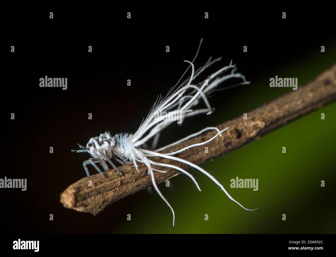 Late larval stage of a nymph of the pointed cicada (Flatida), Flatidae ...