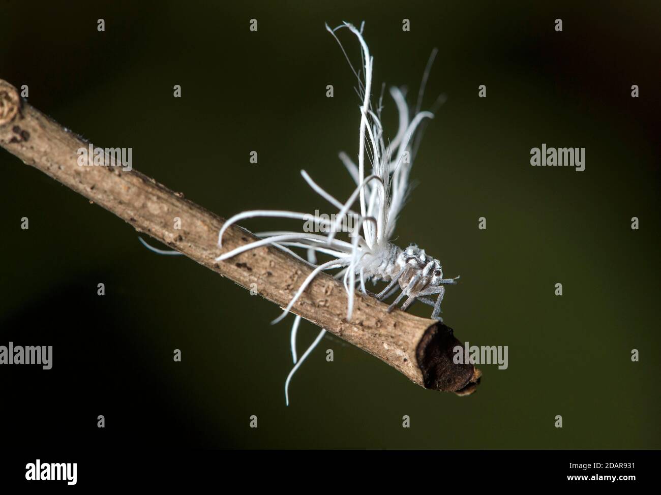 Planthopper nymph asia hi-res stock photography and images - Alamy