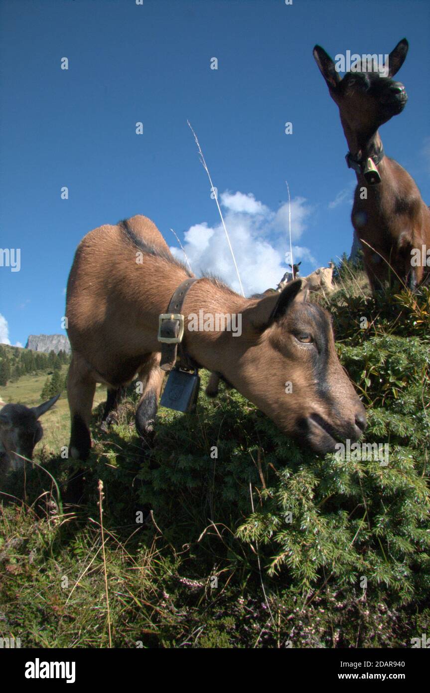 Free-range goats on the Summer pasture of Berg Palfries, Switzerland ...