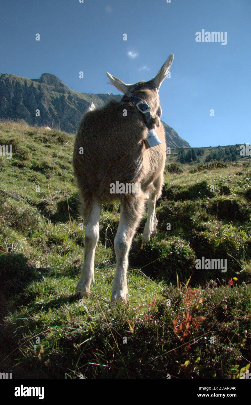 Free-range goat on the Summer pasture of Berg Palfries, Switzerland ...