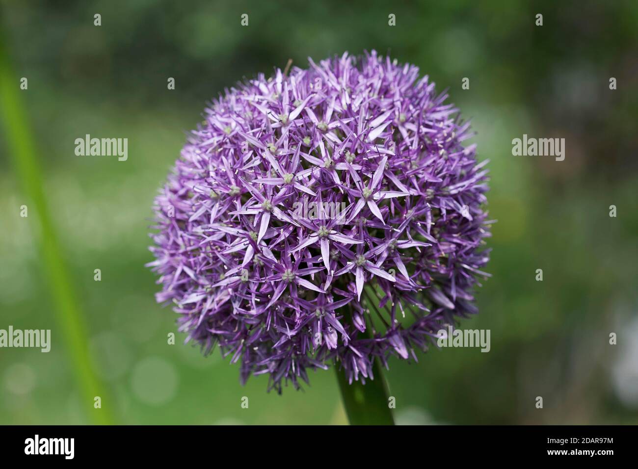 Persian Onion (Allium christophii) Ornamental garlic, spherical flower ...