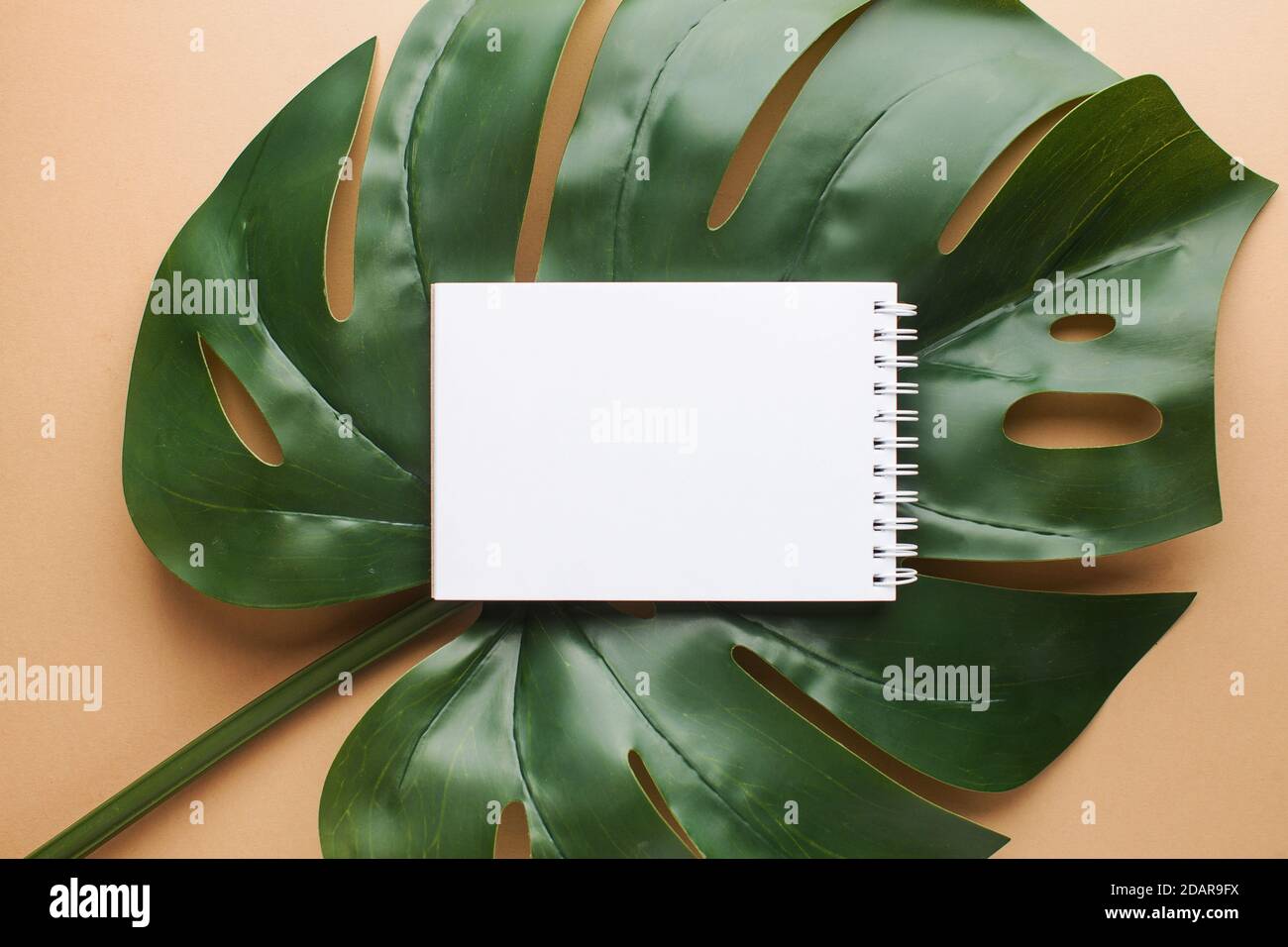 Layout of a piece of paper on a palm leaf with space for text. Creative ...