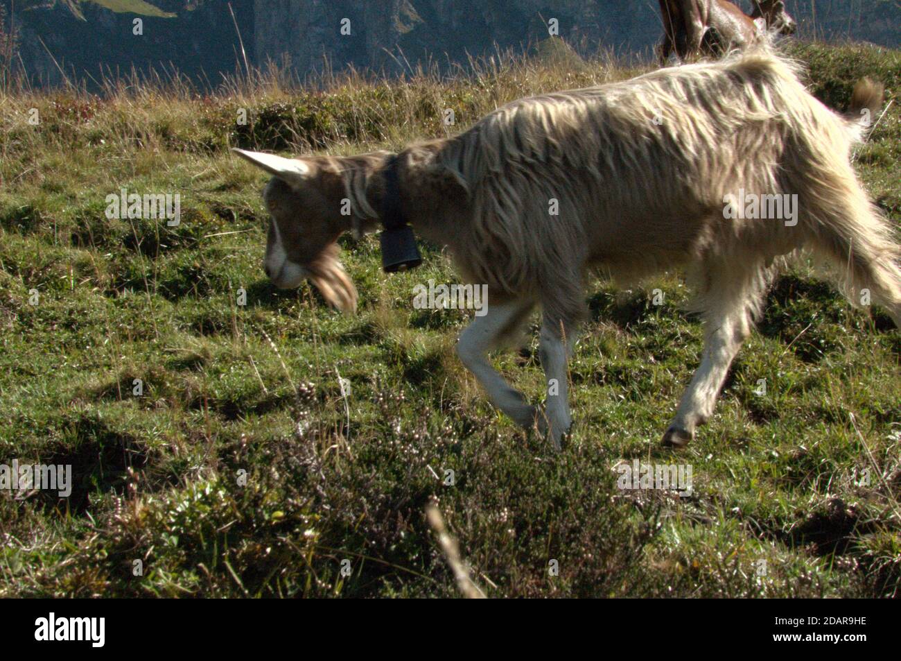 Free-range goat on the Summer pasture of Berg Palfries, Switzerland ...