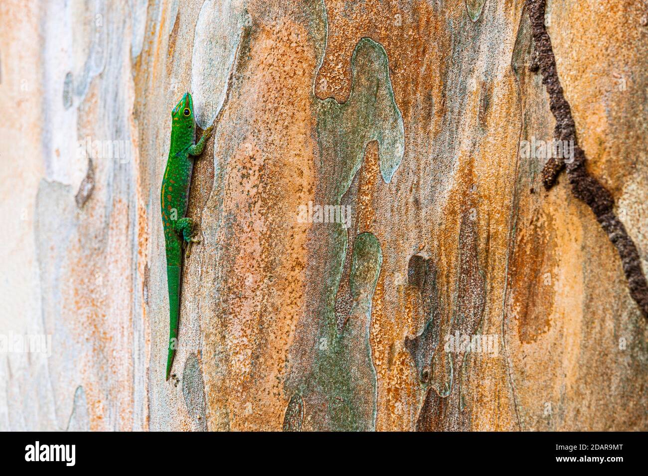 Island day gecko hi-res stock photography and images - Alamy