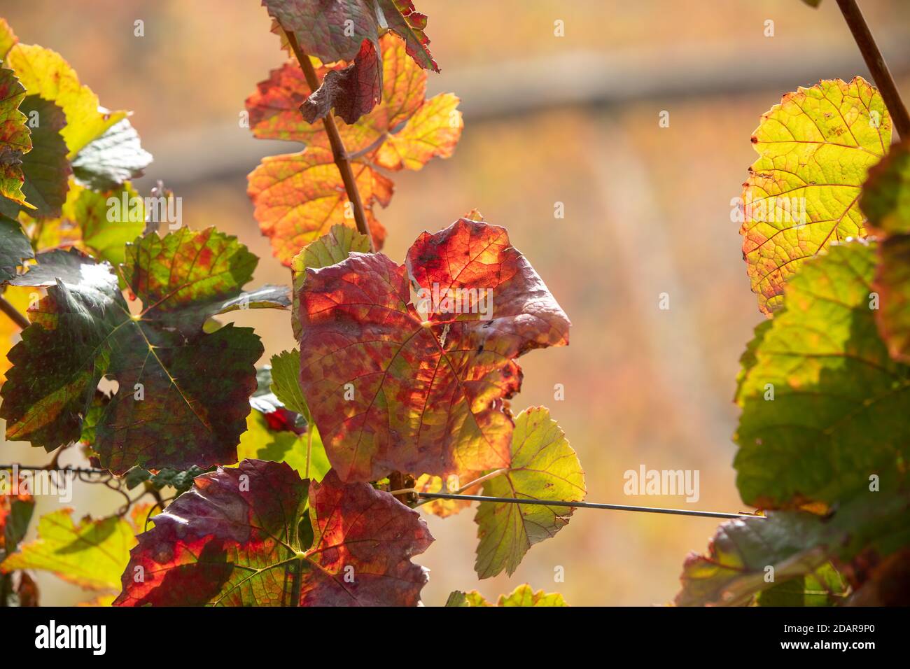 Close-up of grape leaves, the leaves of the grapevine plant, in autumn ...