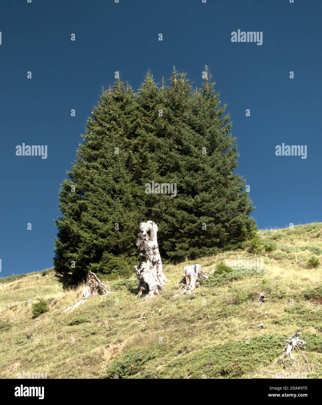 Tight group of pines on the skyline on Alp Palfries in the Swiss Alps ...