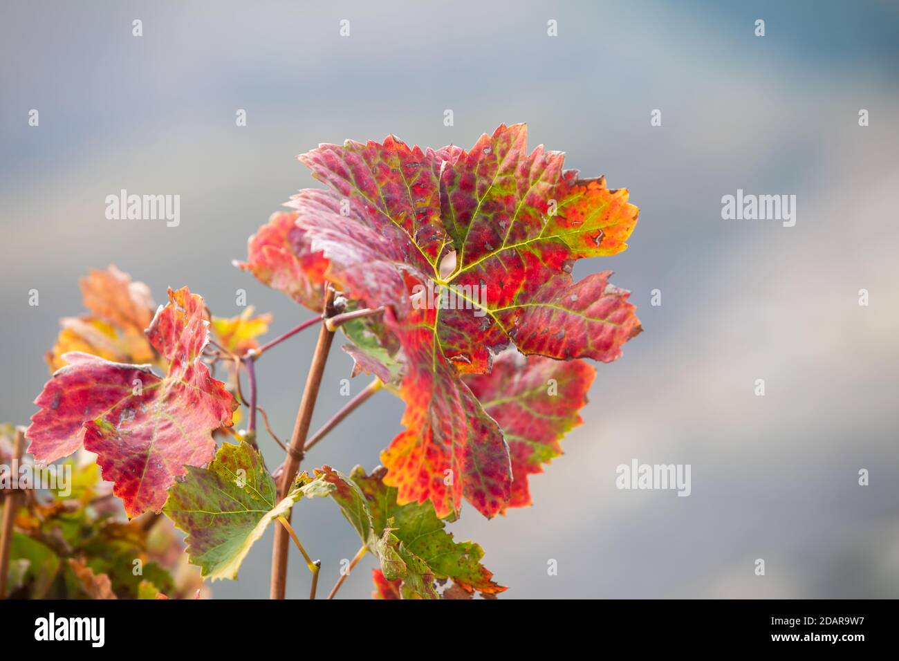 Close-up of grape leaves, the leaves of the grapevine plant, in autumn ...