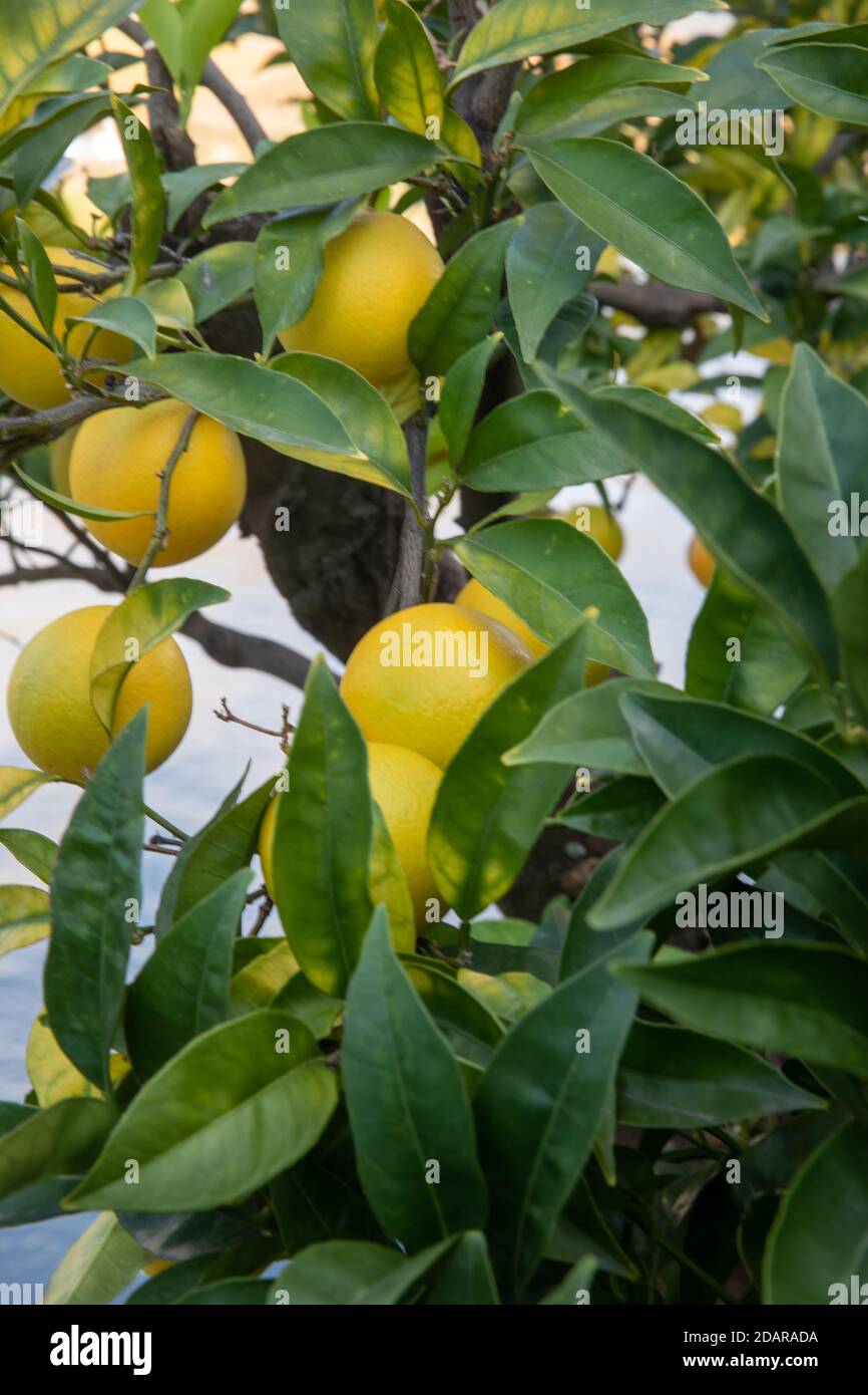 Orange fruits of the Citrus sinensis (orange tree) on a backdrop of ...