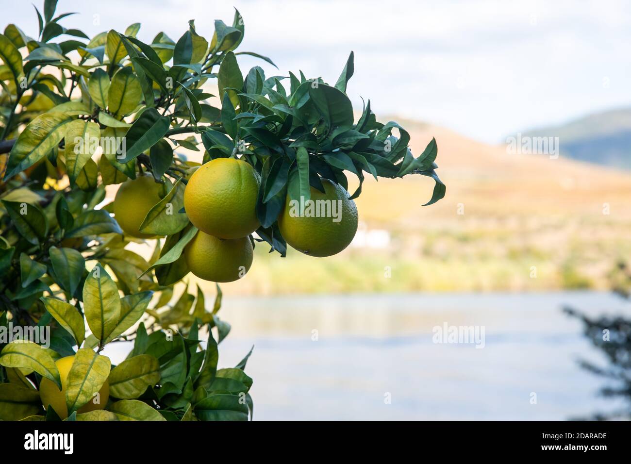 Orange fruits of the Citrus sinensis (orange tree) on a backdrop of ...