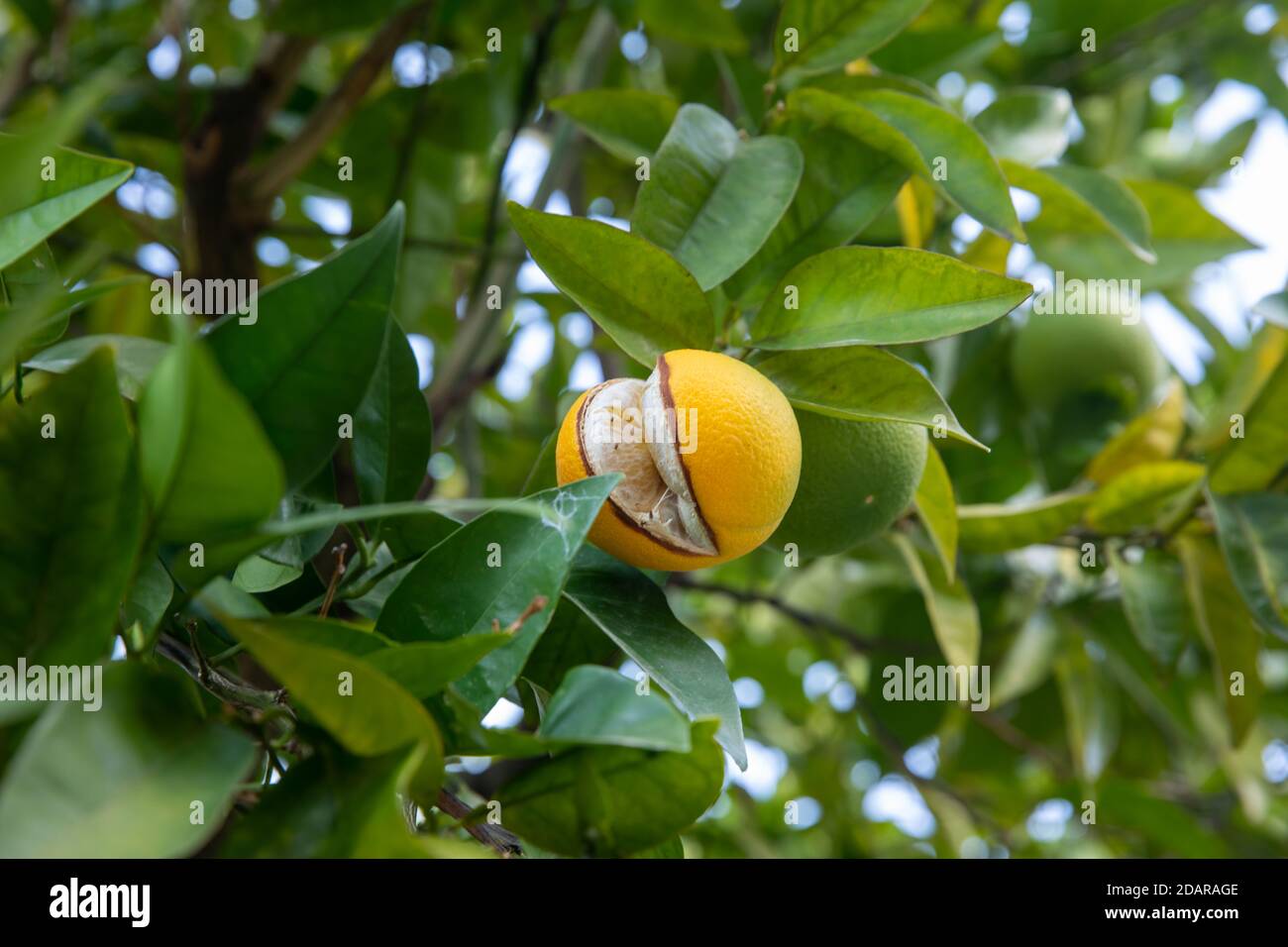 Orange fruits of the Citrus sinensis (orange tree) on a backdrop of ...