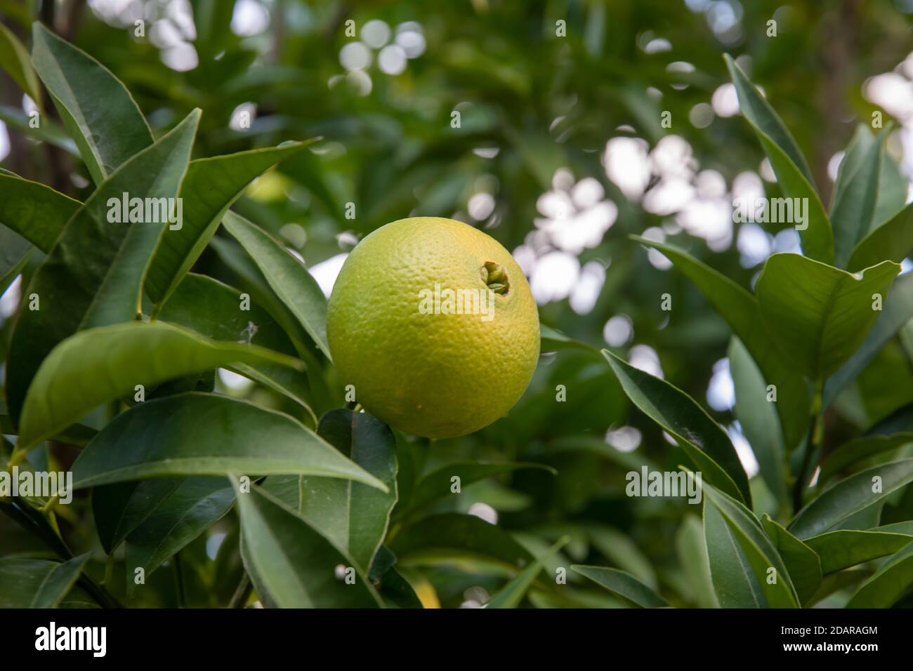Close-up of orange tree Citrus sinensis with fruits and leaves Stock ...