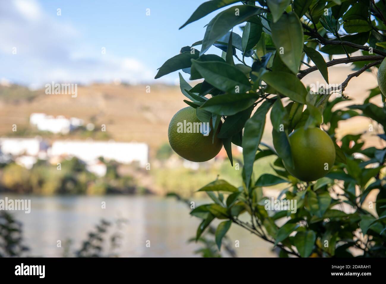 Close-up of orange tree Citrus sinensis with fruits and leaves Stock ...