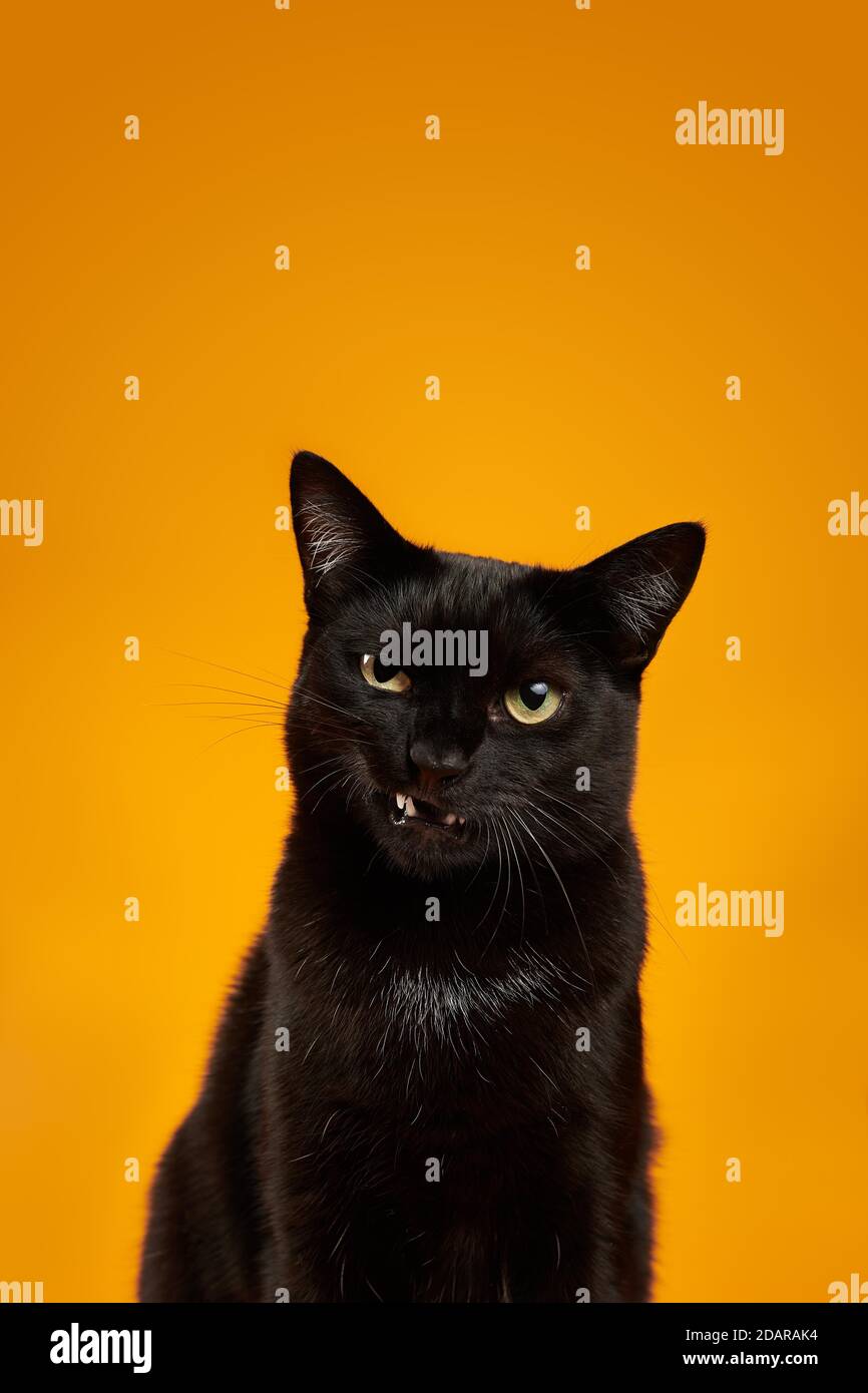 Evil Black Cat