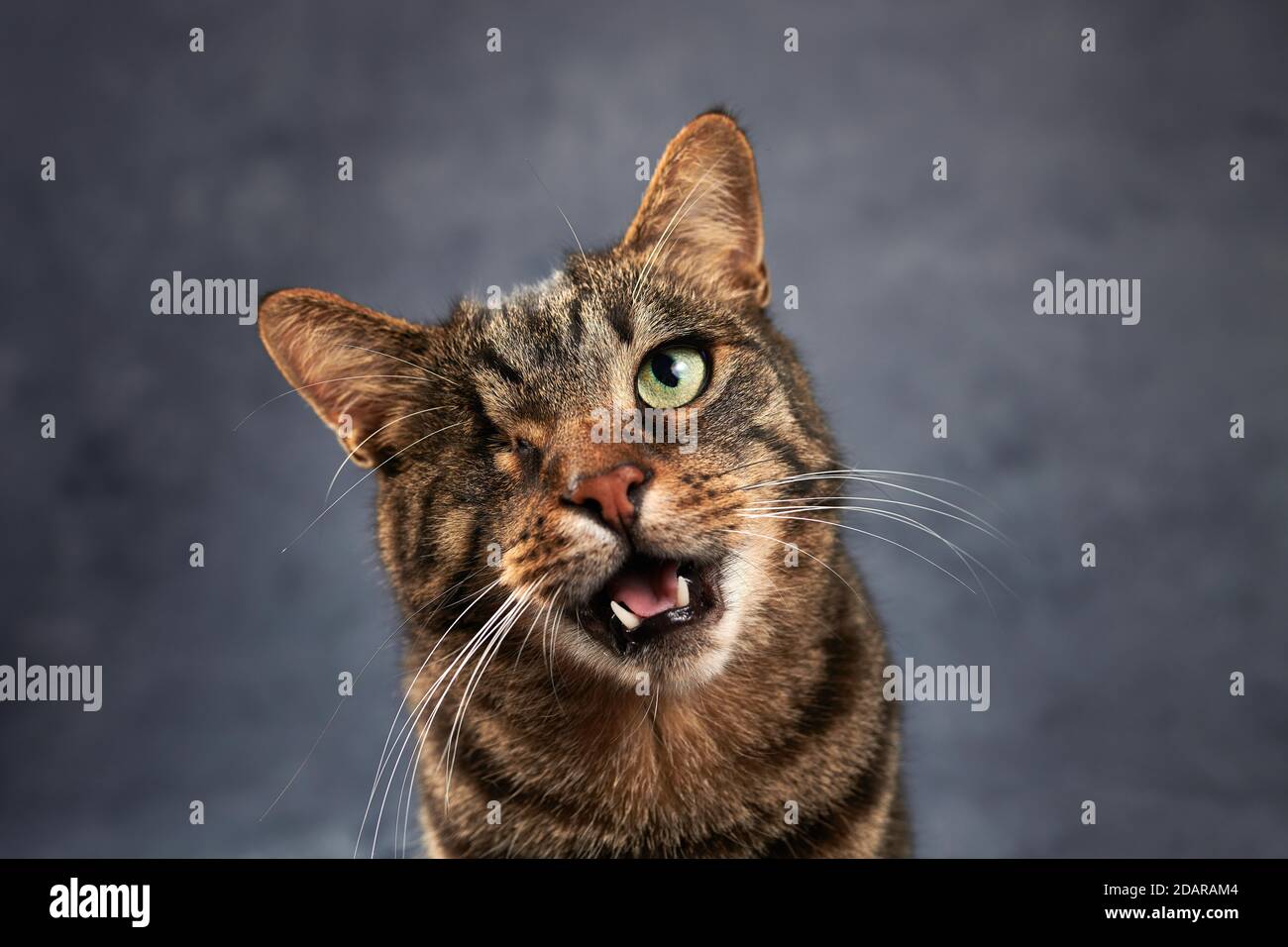 Geigered cat (Felis silvestris catus) on one eye blind, with open mouth ...