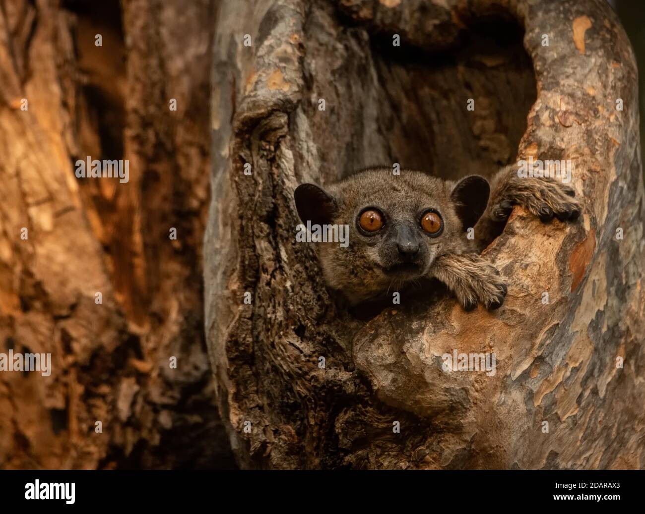 Weaselmaki in the tree hole in Kirindy Forest, West Madagascar ...
