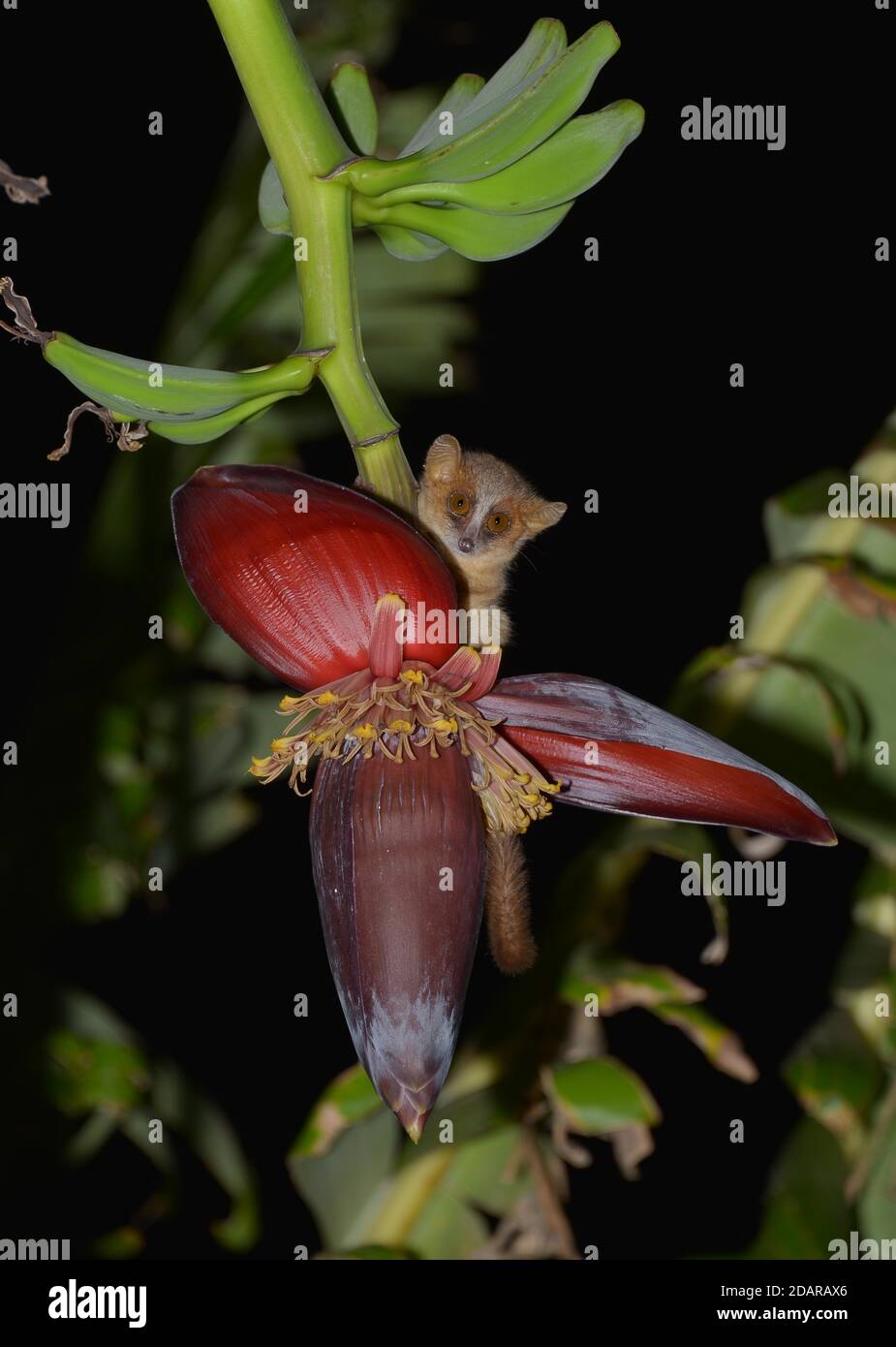 Mouse lemur (Microcebus ravelobensis) in the dry forests of ...