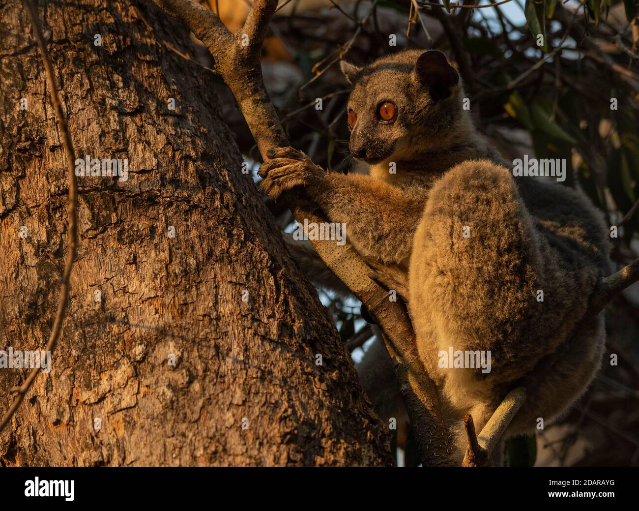 Weaselmaki (Lepilemur edwarsi) in the dry forests of Kirindy in western ...