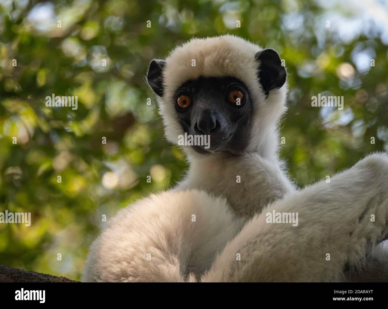 Van der decken hi-res stock photography and images - Alamy