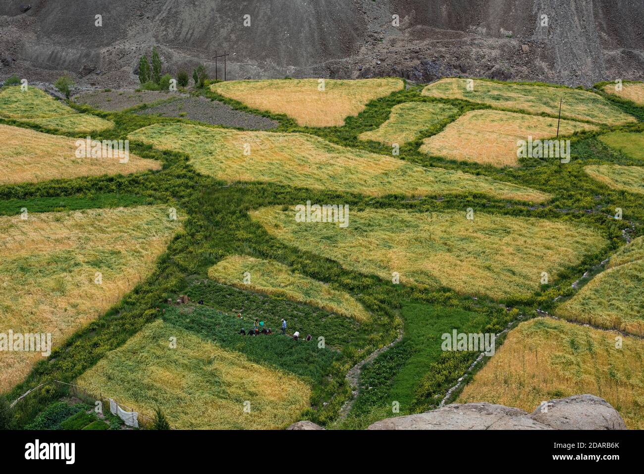 Small barley and vegetable fields with working people in the Indus ...