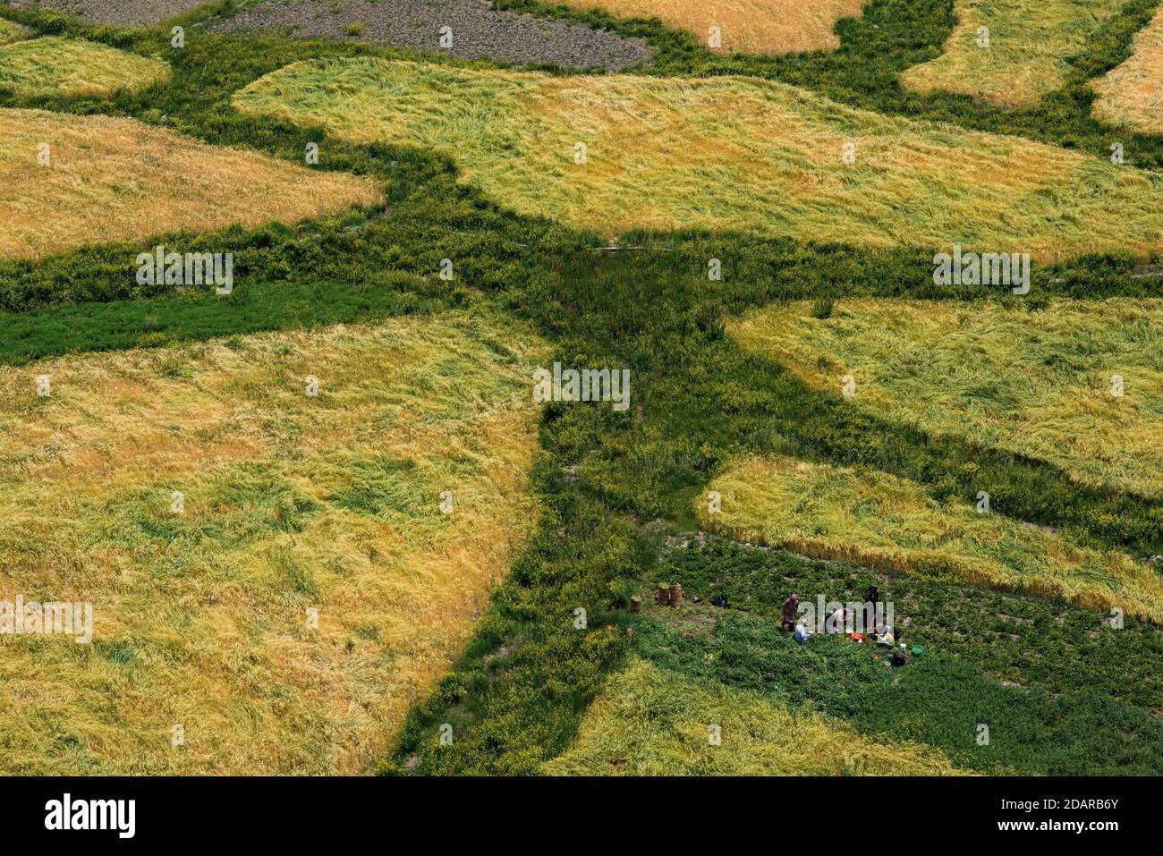 Small barley and vegetable fields with working people in the Indus ...