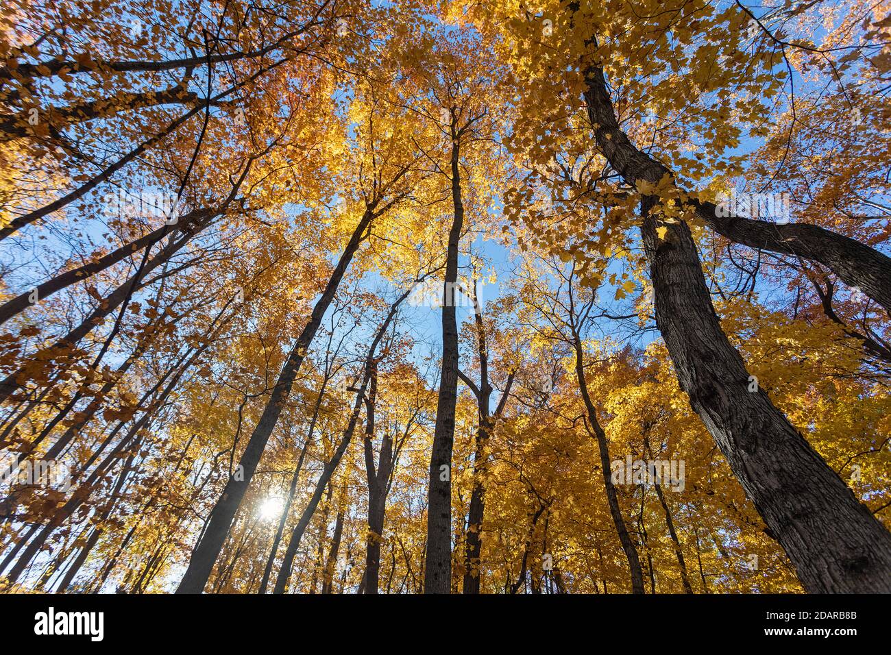 Autumn trees at Crapo Park in Burlington, Iowa Stock Photo - Alamy