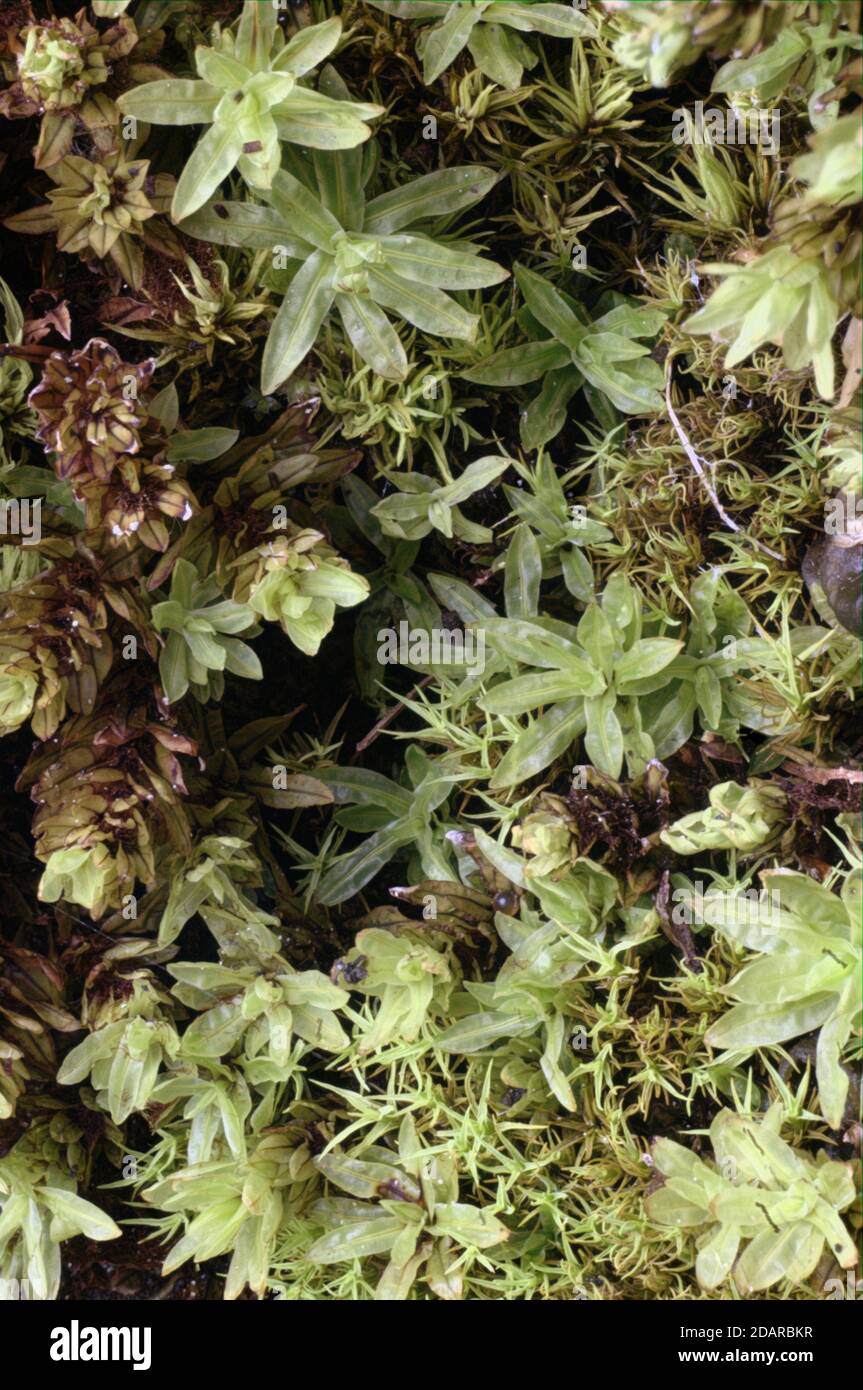 Texture of wild mosses in the Swiss Alps Stock Photo - Alamy