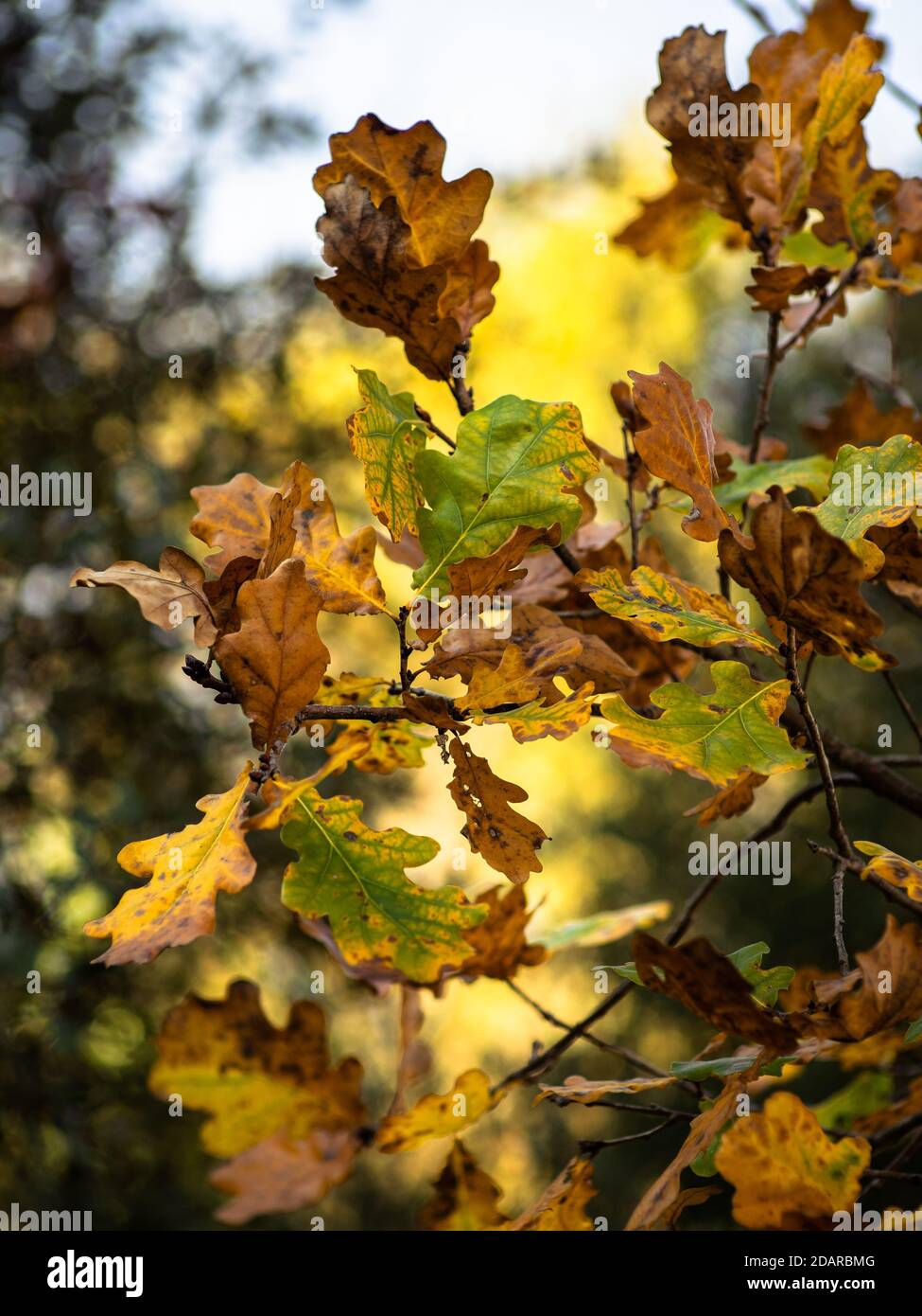Oak tree leaves background fall quercus robur hi-res stock photography ...