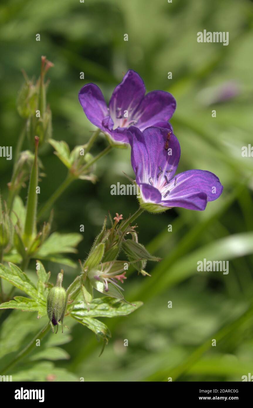 Wood cranesbill (Geranium sylvaticum) in Swiss meadow Stock Photo - Alamy