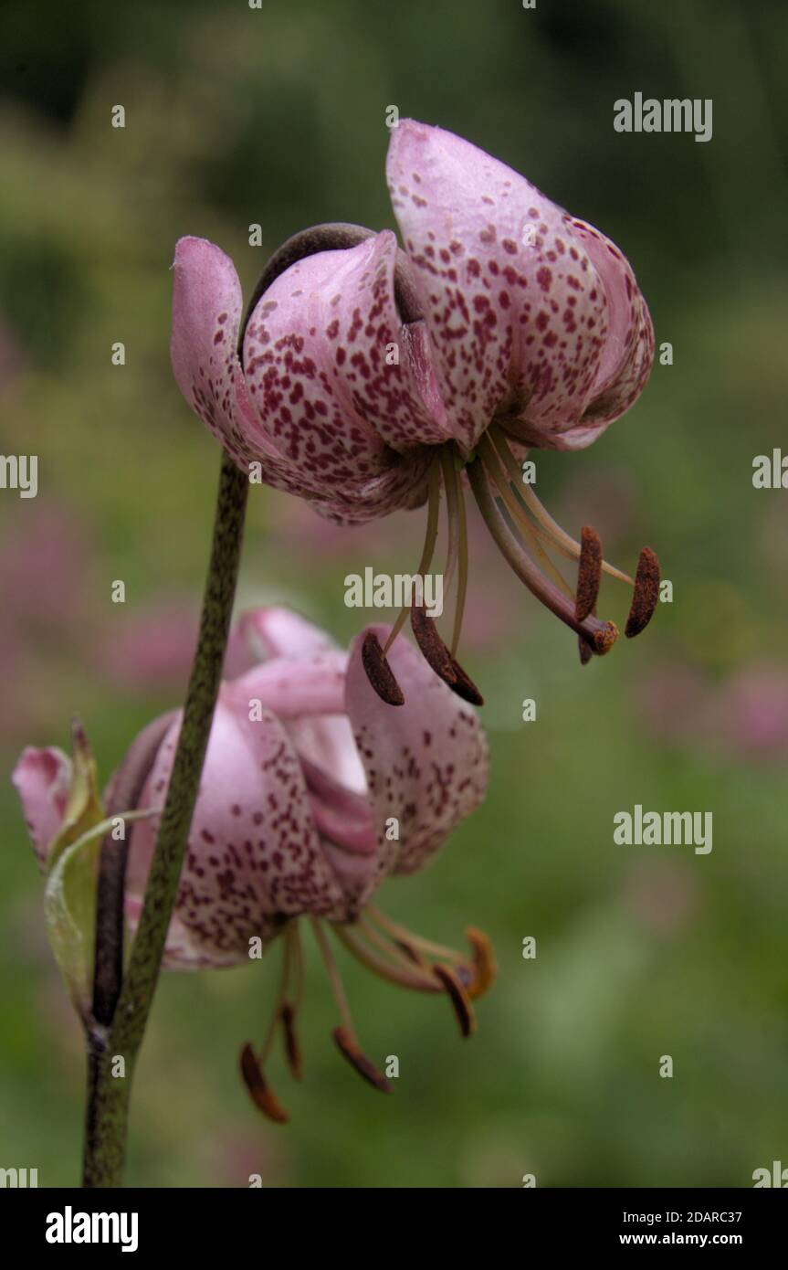 Turkish Sash lily (Lilium martagon) in Swiss woodland Stock Photo - Alamy