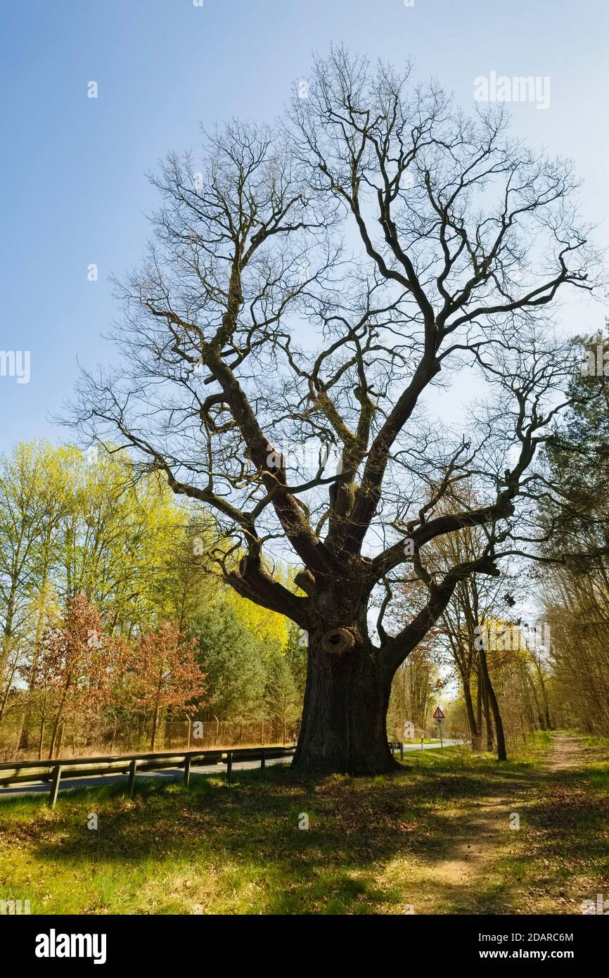Oak tree stump hi-res stock photography and images - Alamy