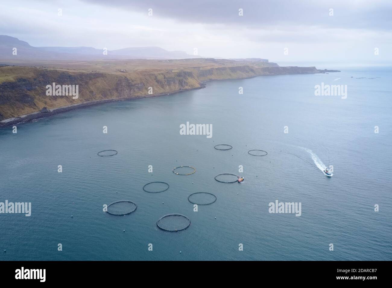 Carp farming uk hi-res stock photography and images - Alamy