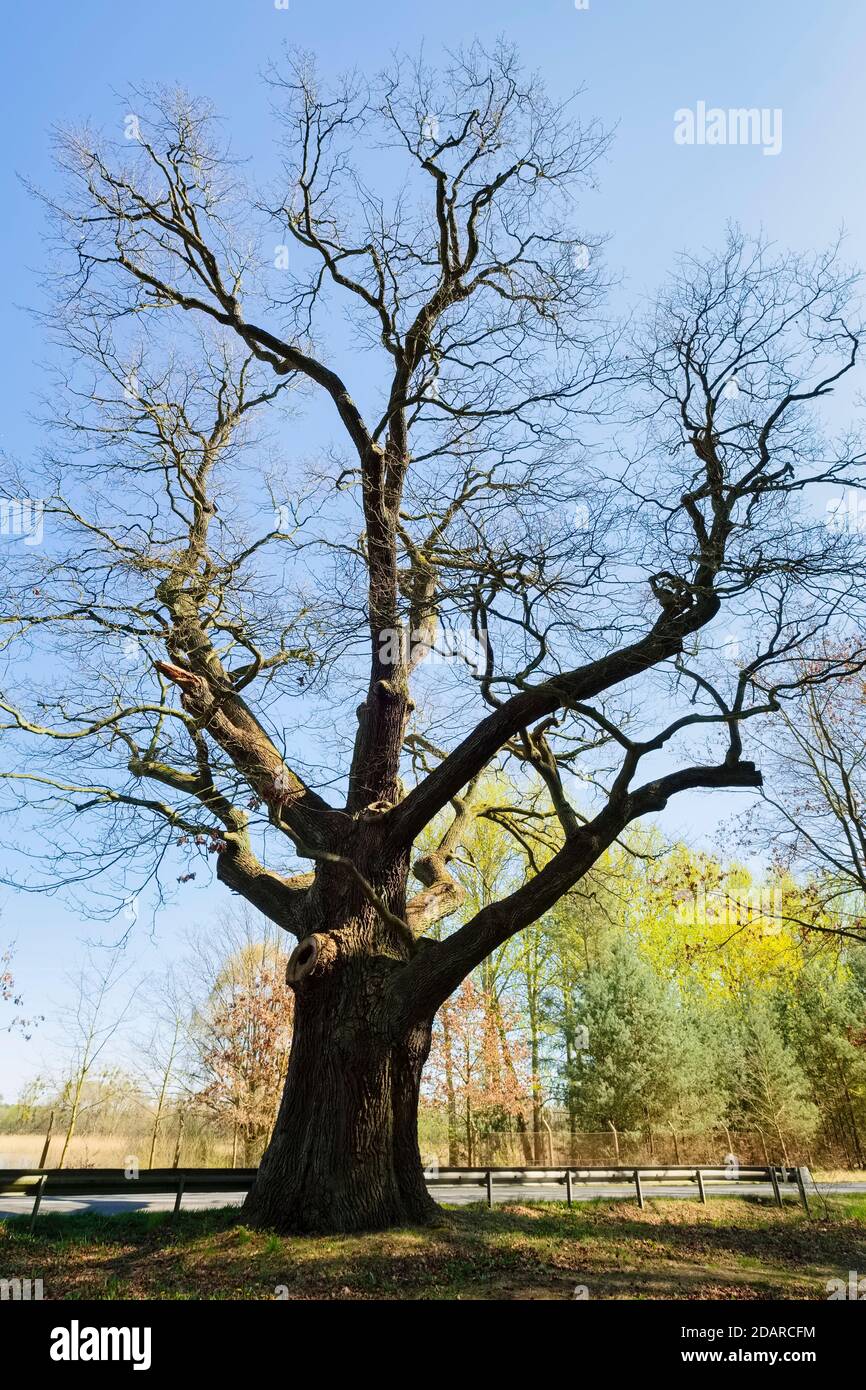 Napoleon Oak Altfriedland, Brandenburg, Germany Stock Photo - Alamy