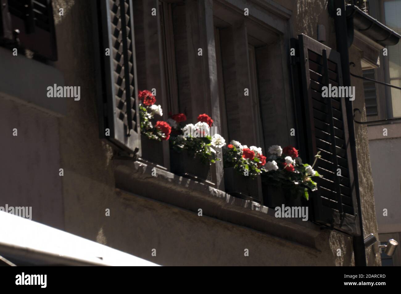 Geraniums in window-boxes beneath shuttered window, Baar in Switzerland ...