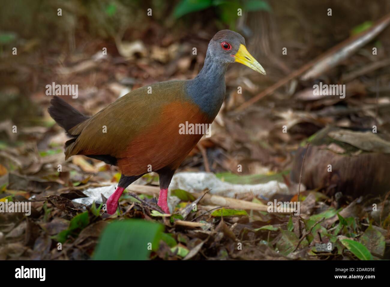 Aramides cajaneus - Grey-necked Wood-rail bird in the family Rallidae ...
