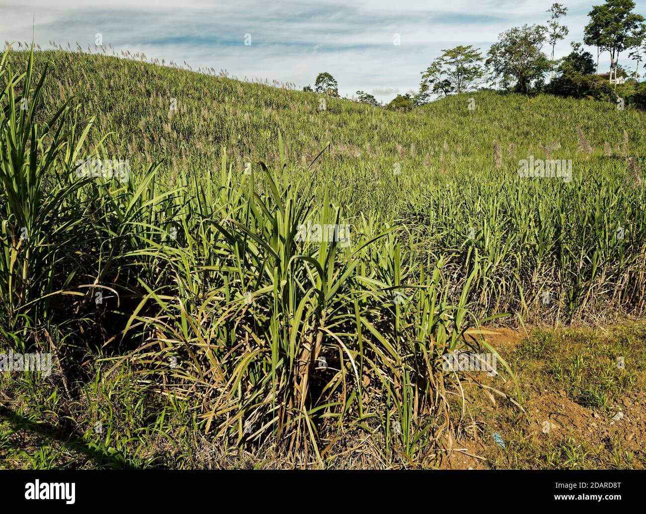 Sugar cane plantation hi-res stock photography and images - Alamy