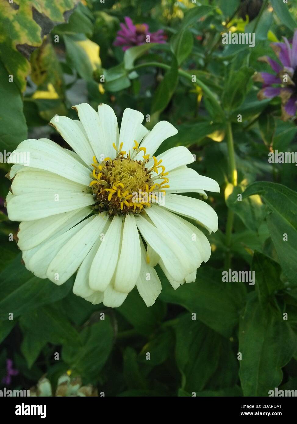 Vertical shot of a white zinnia in a garden under the sunlight with a ...