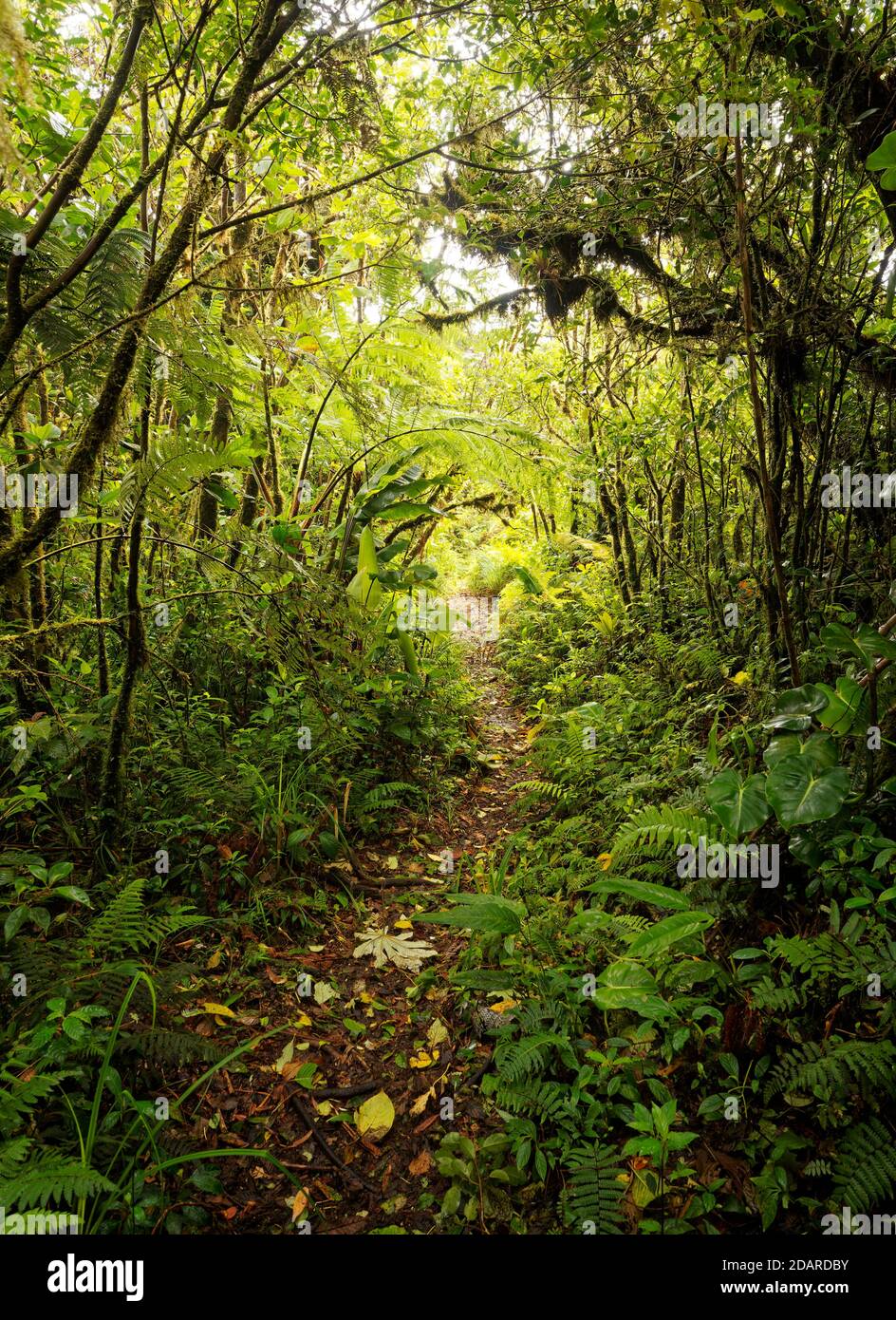 Landscape from Monte Verde in Costa Rica, mountains and green forests ...