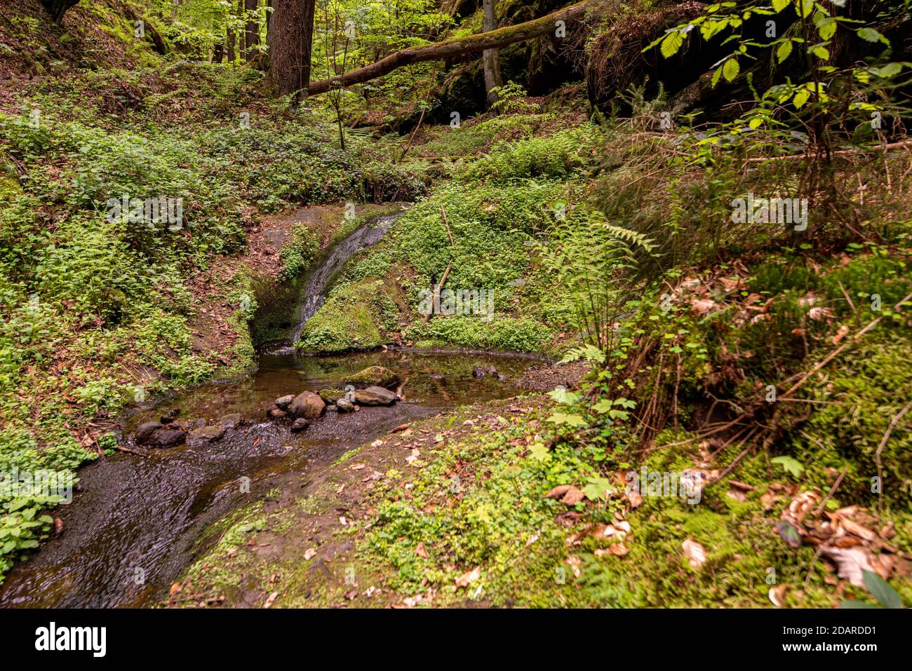 Small creek flowing in the forest surrounded by greens and trees Stock ...