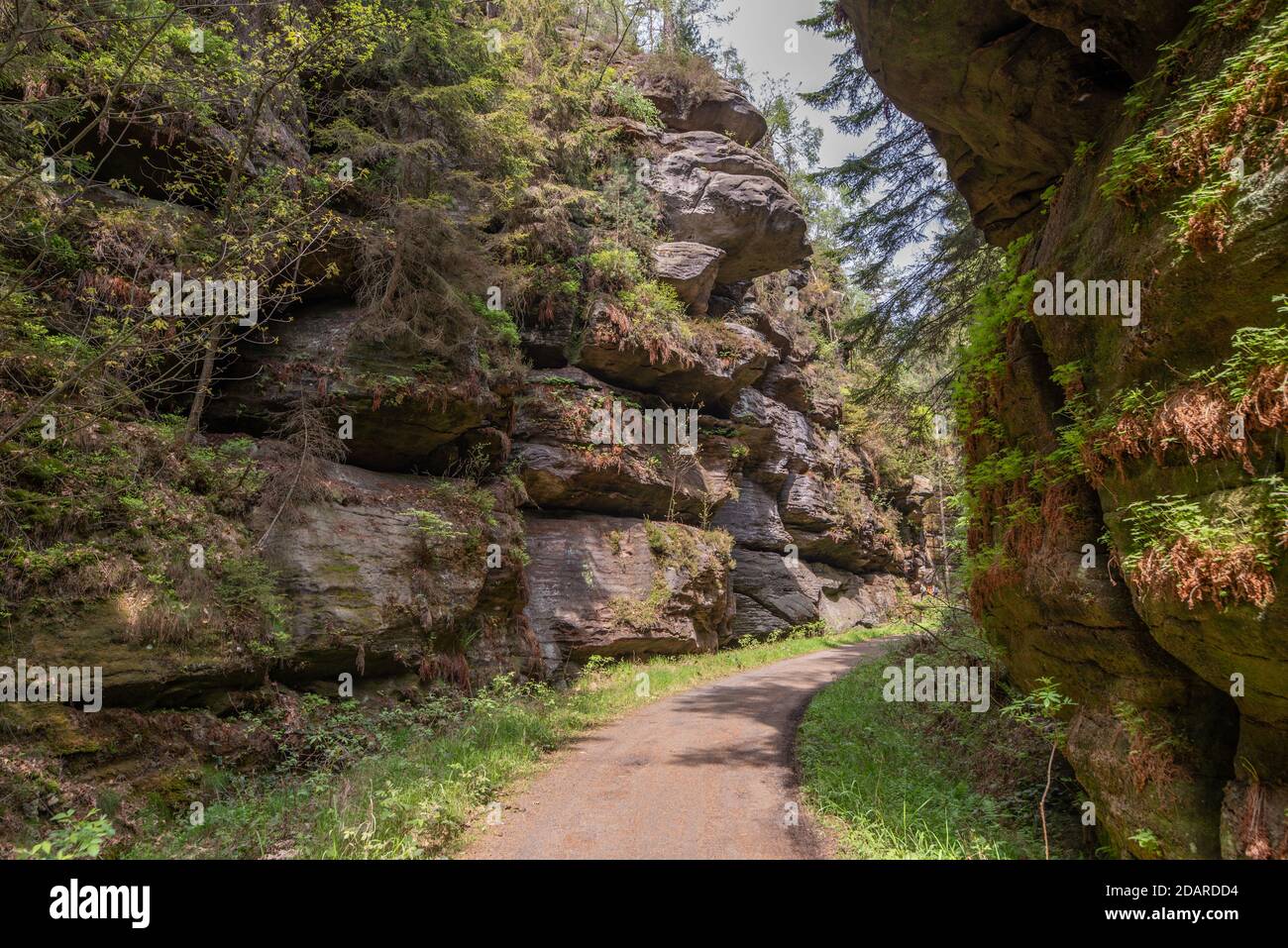 Pathway surrounded by rocky cliffs covered in greens in Saxon ...